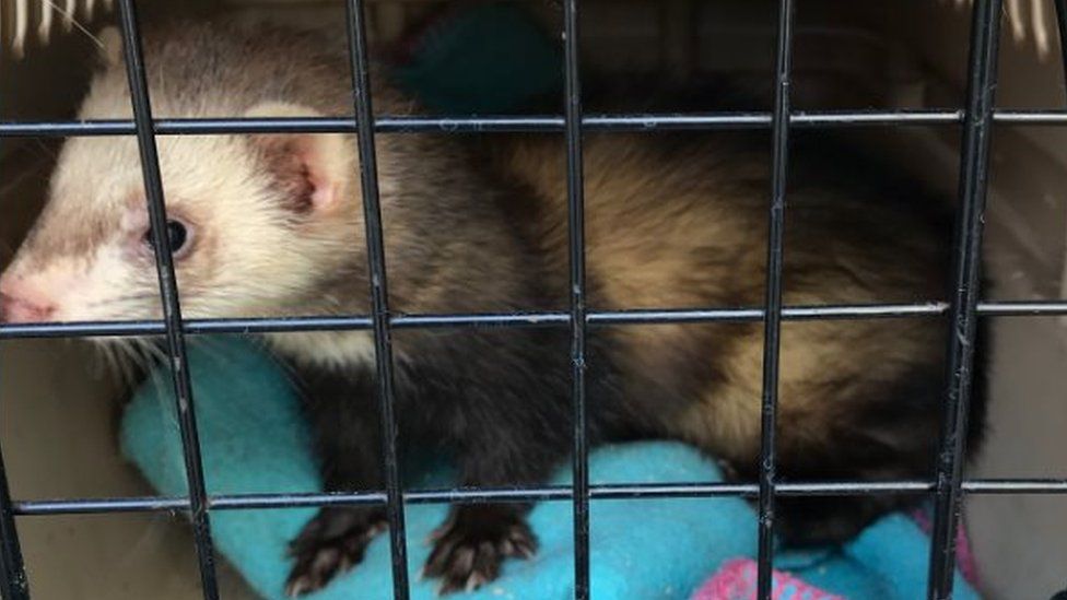 Ferret freed from Bishop Auckland pipe by firefighters - BBC News