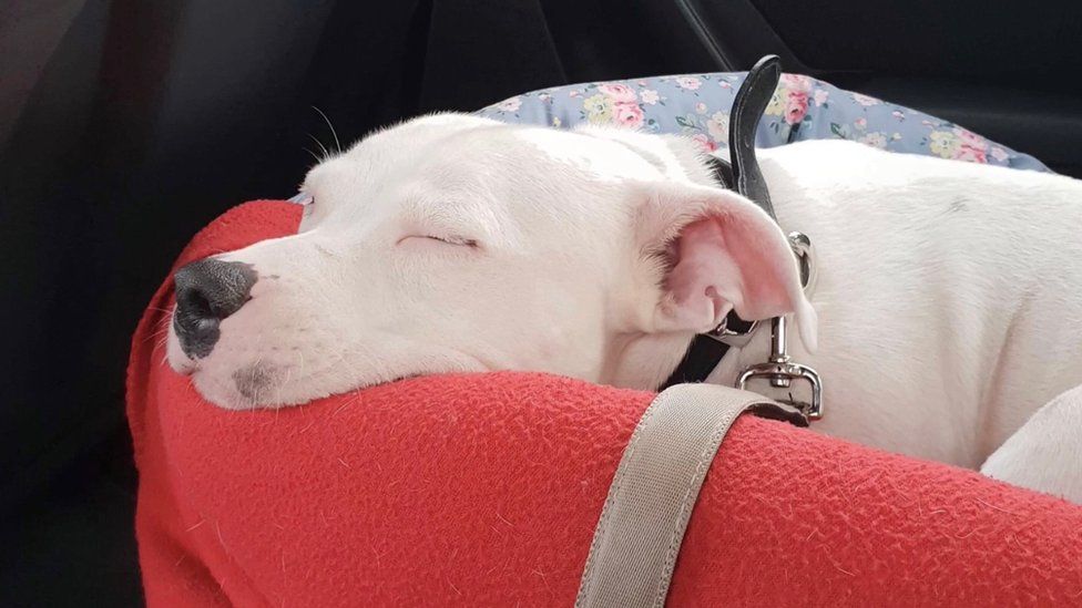 Snoop: Dog dumped by roadside finds forever home - BBC News