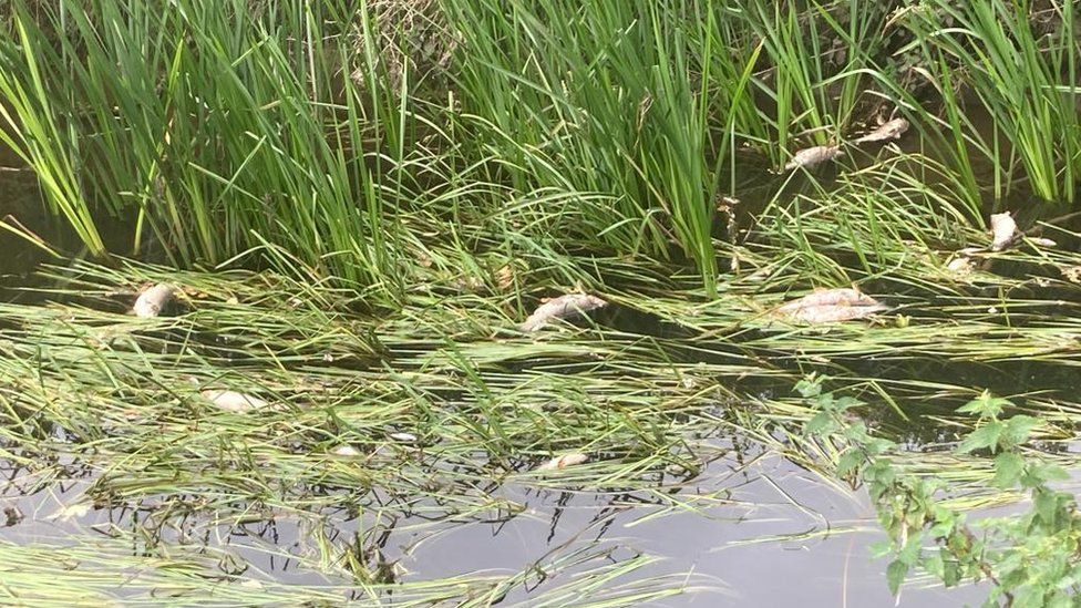 Burst pipe pours sewage into Swindon river - BBC News
