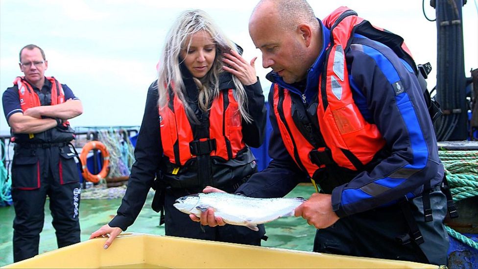Russian cows get VR headsets 'to reduce anxiety' - BBC News