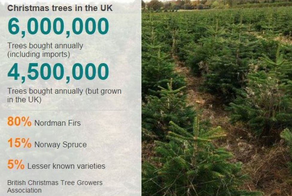 Christmas Common tree installed at No 10 for third time - BBC News