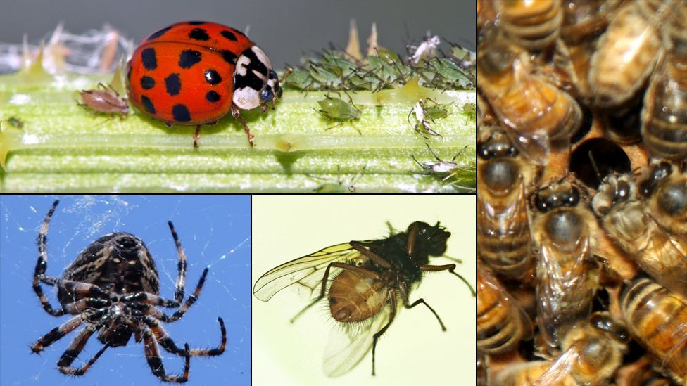 Plagues of pests: When the bug population explodes - BBC News
