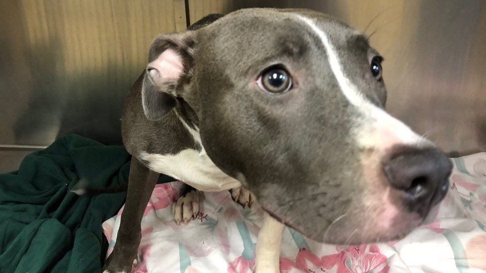 'Heroic good Samaritan' plans to adopt the puppy she saved - BBC News