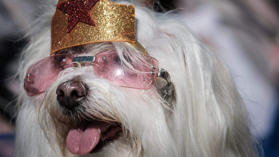 Pictures: Dogs dress up for carnival in Rio, Brazil - BBC Newsround
