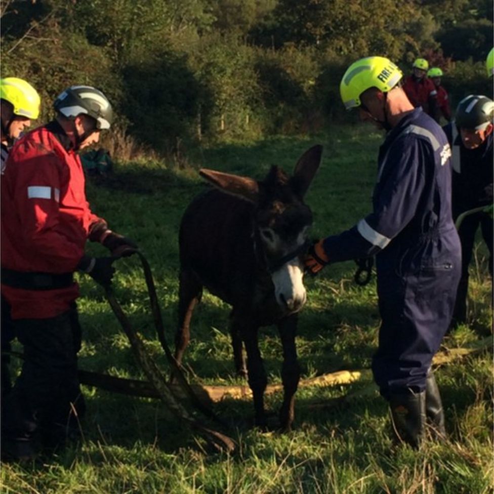 Donkey rescued from sinking into Hampshire bog - BBC News
