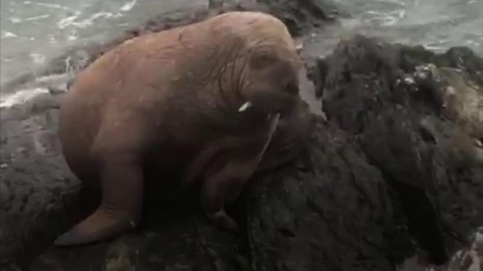 Isles of Scilly walrus spotted off Republic of Ireland - BBC News