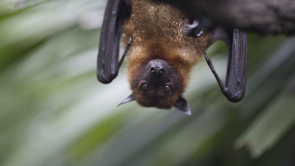 How have bats inspired a FANG-tastic new phone technology? - BBC Newsround