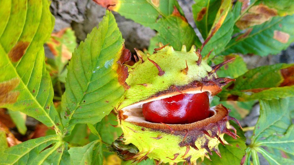 World conker champion crowned in Northamptonshire after 30-year wait ...
