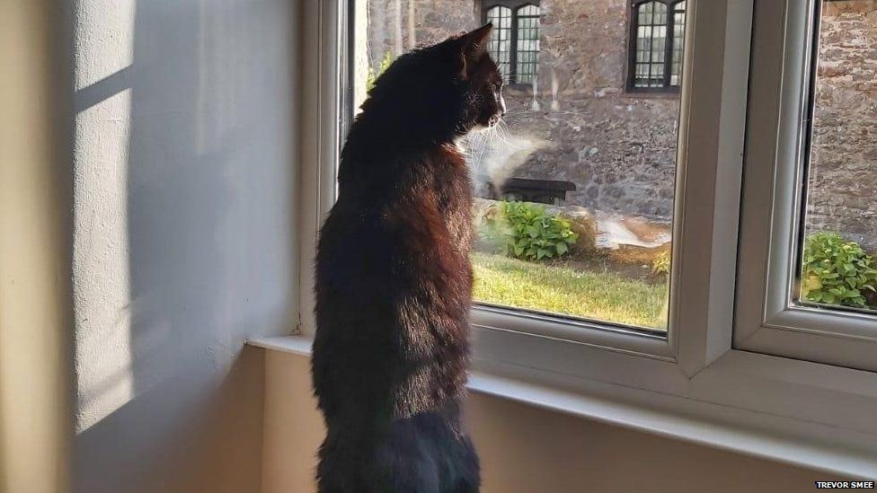 Newton Abbot man reunited with missing cat after five years - BBC News