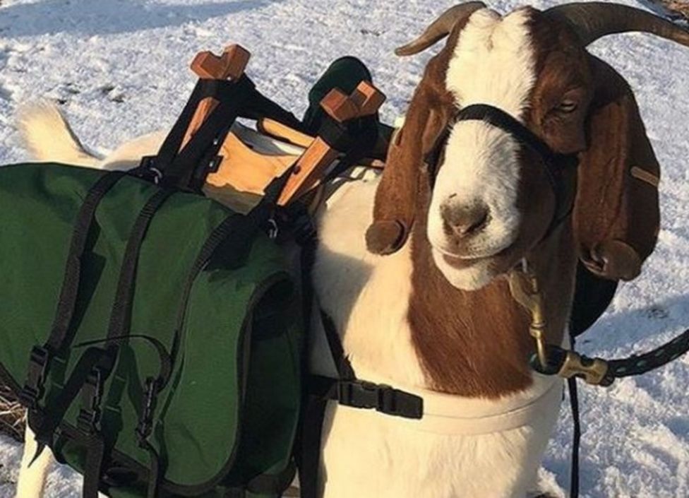 Oregon golf course enlists goat caddies - BBC News