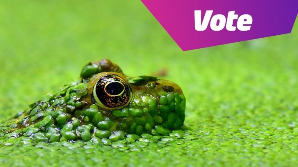 How is 'rock snot' affecting rivers in Michigan? - BBC Newsround