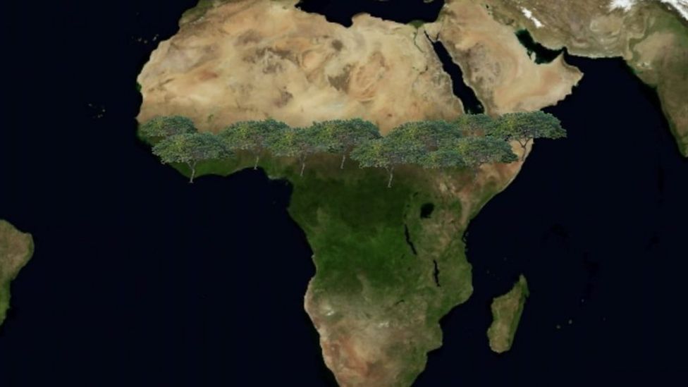 Trees across the world that live for centuries - BBC Newsround