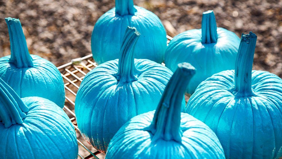 Halloween: What do the different coloured pumpkins mean? - BBC Newsround