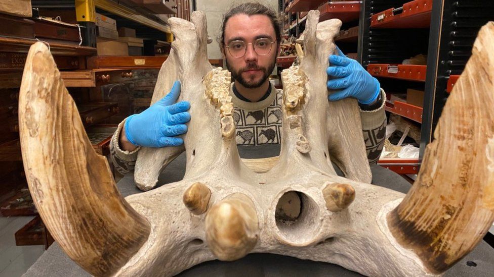 Leeds museum's dental detectives find huge hippo's missing tooth - BBC News