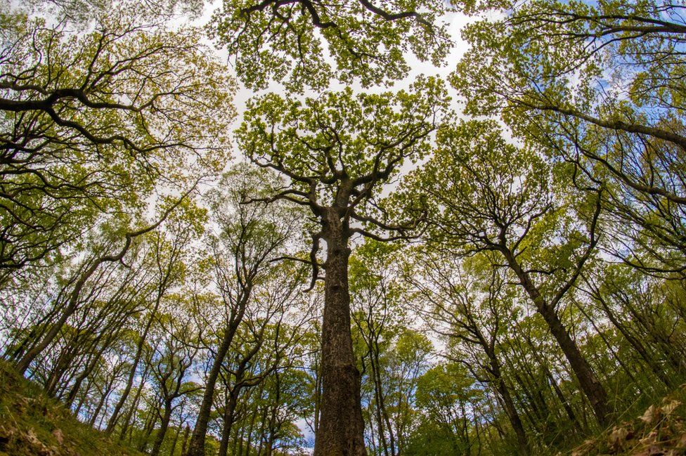 England's Big Picture: Get Creative Festival 2019 - BBC News