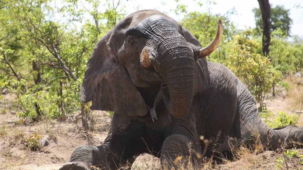 Botswana cancels hunters' licences for killing elephant - BBC News