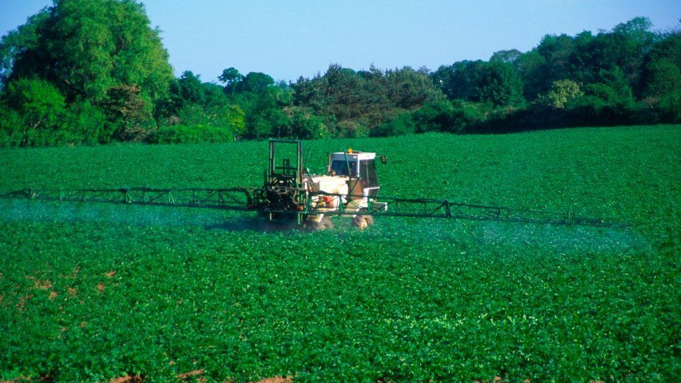 Rewilding: How changes to farming can help wildlife and the environment ...