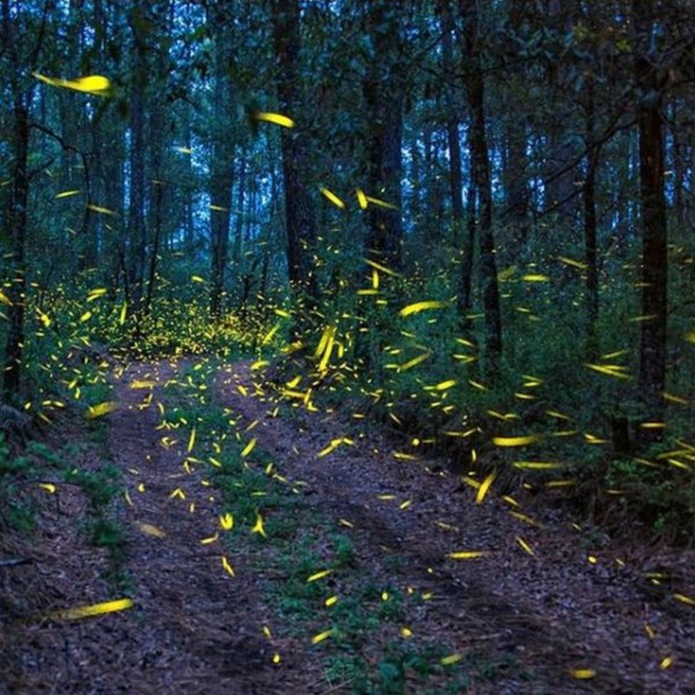 Fireflies face extinction risk - and tourists are partly to blame - BBC ...