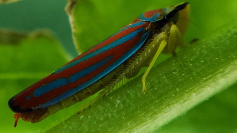 Insect shoots its WEE away at top speeds - meet the glassy-winged ...