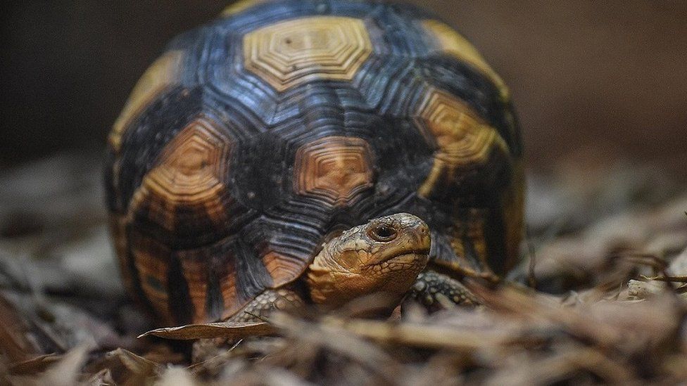 Three-legged ploughshare tortoise finds new life on rollers - BBC News