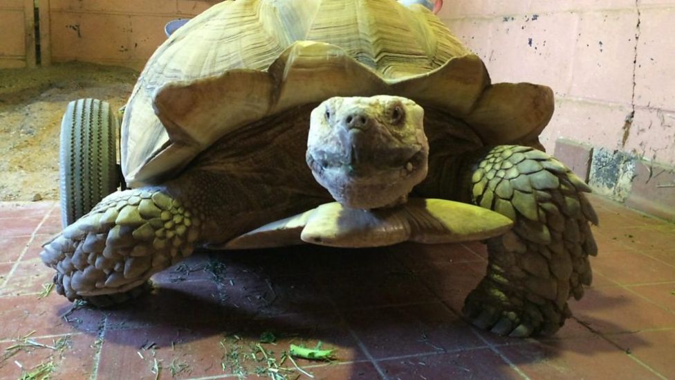 Two-legged tortoise fitted with toy wheels after rat attack - BBC News
