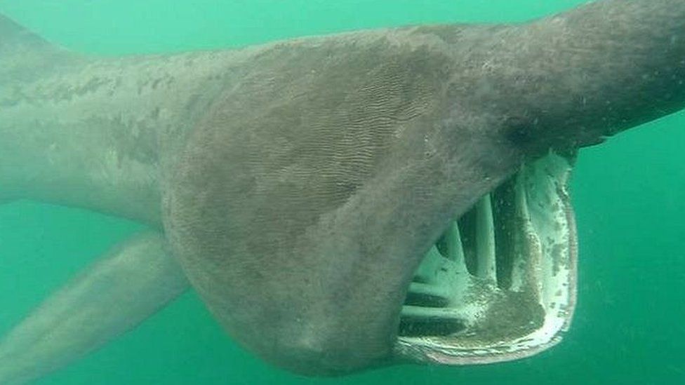 Manx swimmers warned to 'stay away' from basking sharks - BBC News