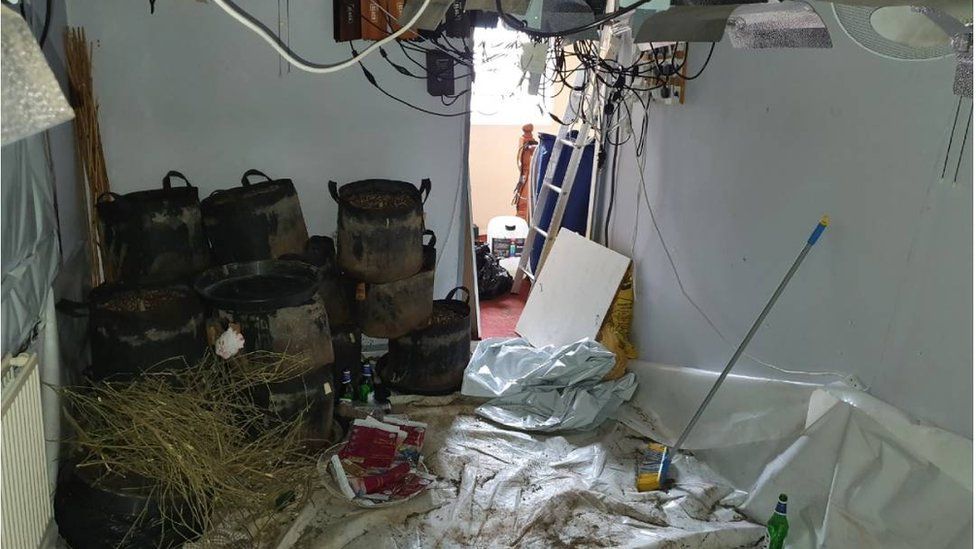 Brighton Man Jailed For Turning Home Into Cannabis Factory Bbc News