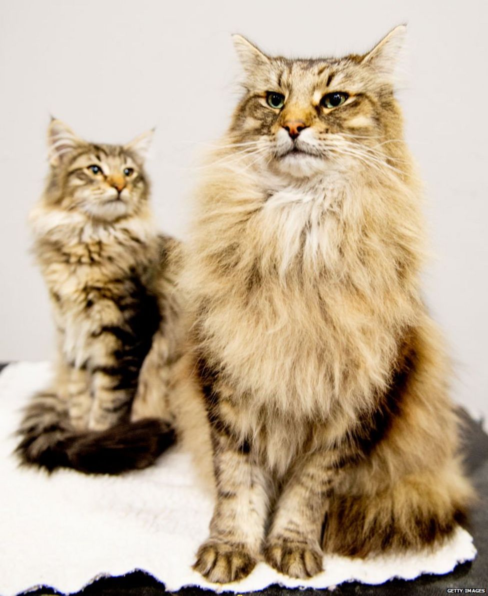 Pictures: Cream of the crop compete in Supreme Cat Show - BBC Newsround