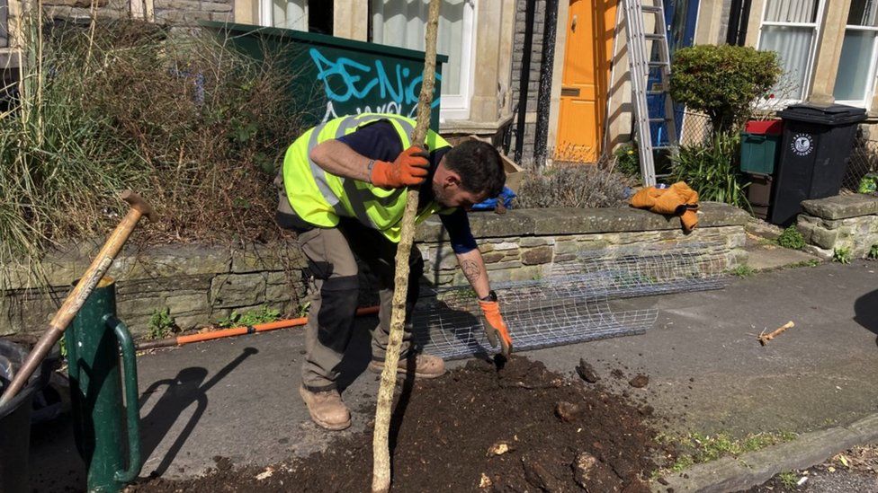 Bristol: Residents unite to plant trees on their street - BBC News