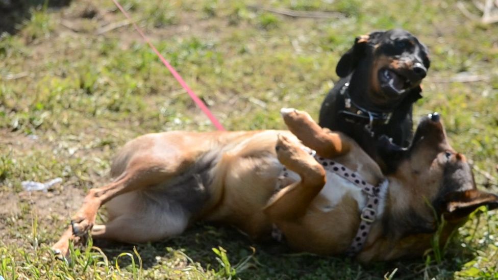 Dogs copy each other's emotions - BBC Newsround