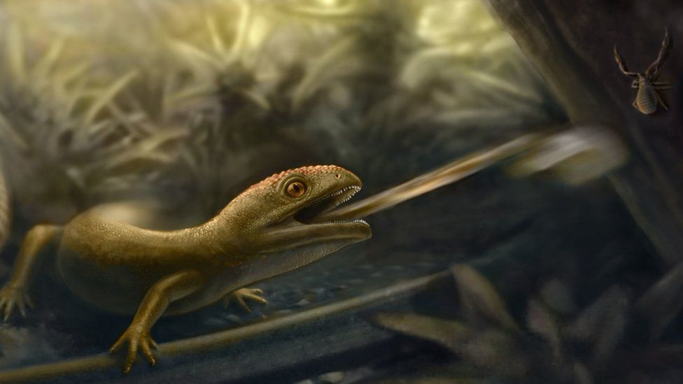 99-million-year-old amphibian with slingshot-style tongue found - BBC ...