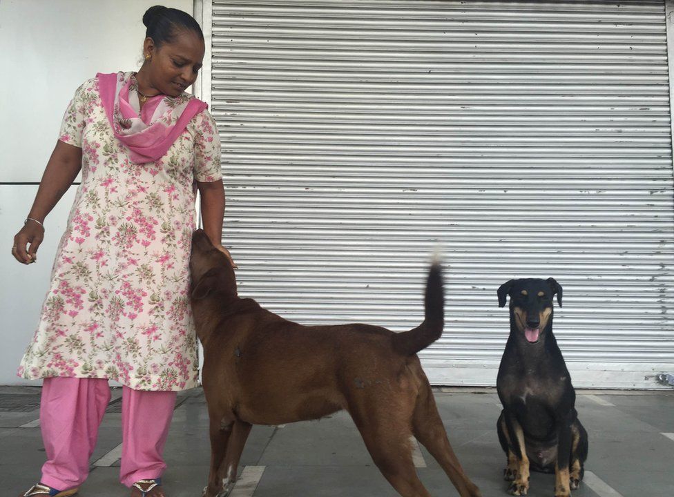 The spoilt stray dogs of Delhi - BBC News