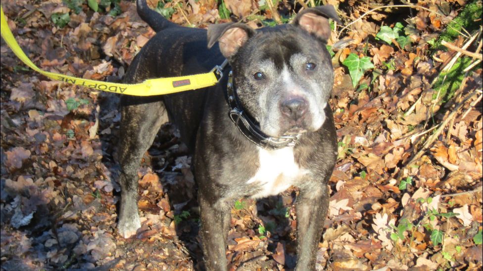 'Rare' hermaphrodite dog seeks home - BBC News