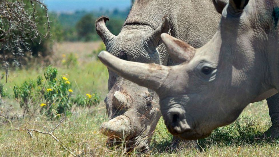 Conservation: How experts are trying to save the northern white rhino ...