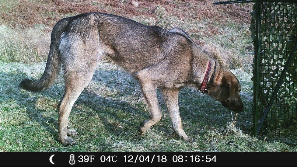 Seven-month hunt for the island dog that won't come home - BBC News
