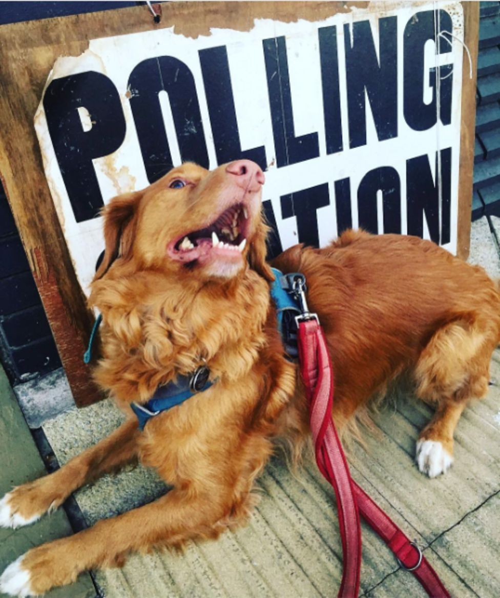 General election: It's time for dogs at polling stations - BBC Newsround