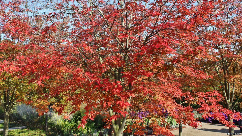Autumn Colours - BBC Weather