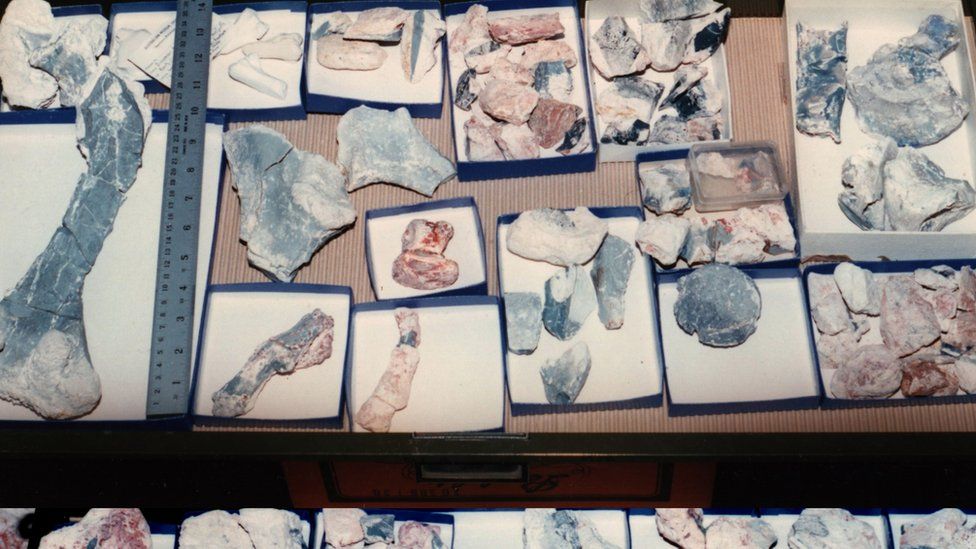 A new dinosaur species has been found in an Australian town - BBC Newsround