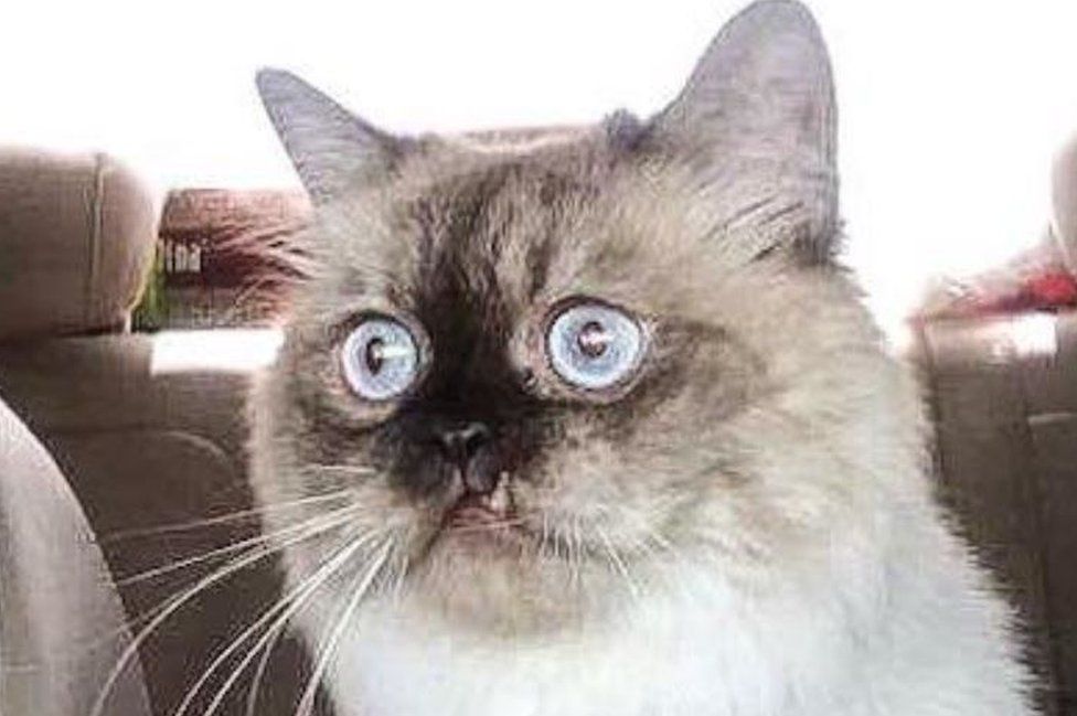 Cat 'lost' at Dubai airport reunited with UK owners - BBC News