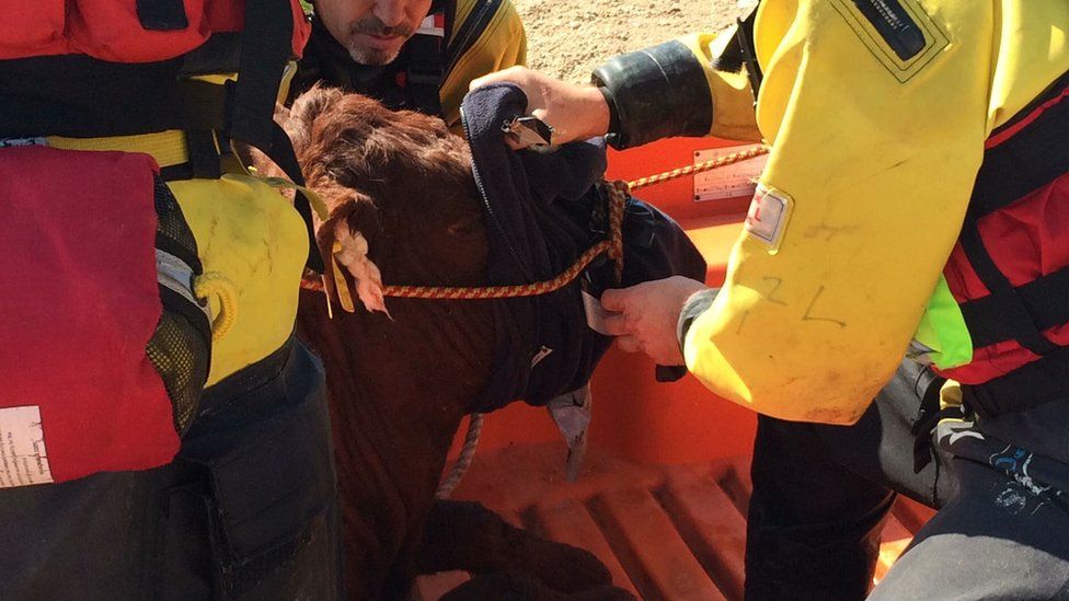 Cow rescued after nine days at bottom of Devon cliffs - BBC News