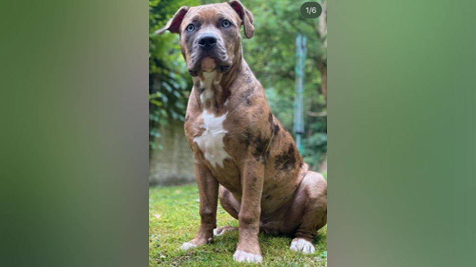 Public warned over dog missing in Stroud after police raid - BBC News