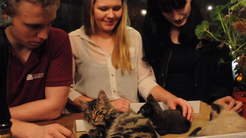 The pub full of cats bringing feline fans to Bristol - BBC News