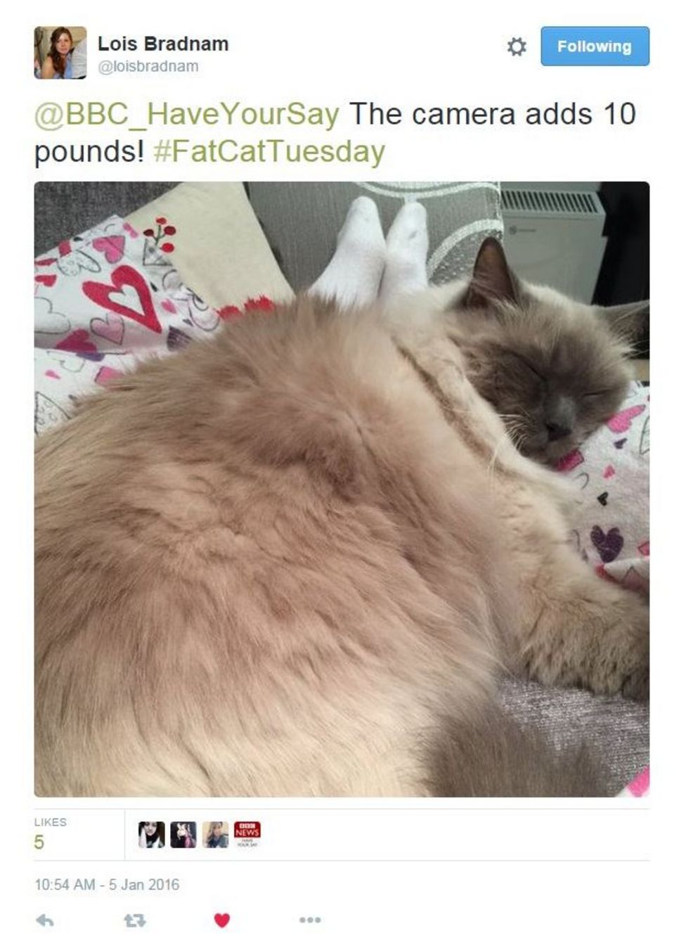 Fat Cat Tuesday: The pawful truth - BBC News