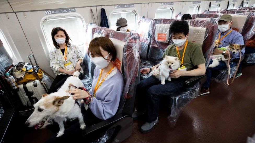 Dogs enjoy a special ride on bullet train in Japan - BBC Newsround