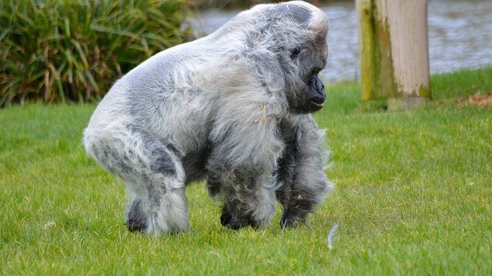 Longleat Safari Park: Gorilla Nico dies aged 56 - BBC News