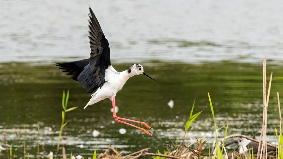 Potteric Carr: Black-winged stilt chicks in northern first - BBC News