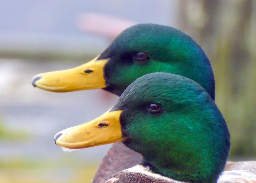 Your pictures of Scotland 13 - 20 November - BBC News