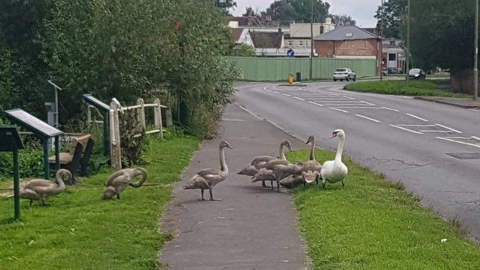 Bishop's Waltham Swan Patrol helps cygnets cross road - BBC News