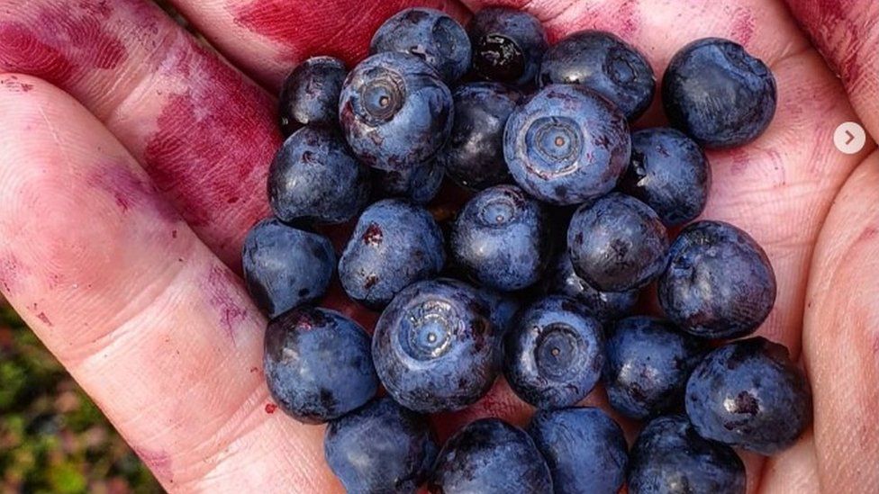 Leeds forager living on wild food for three months - BBC News