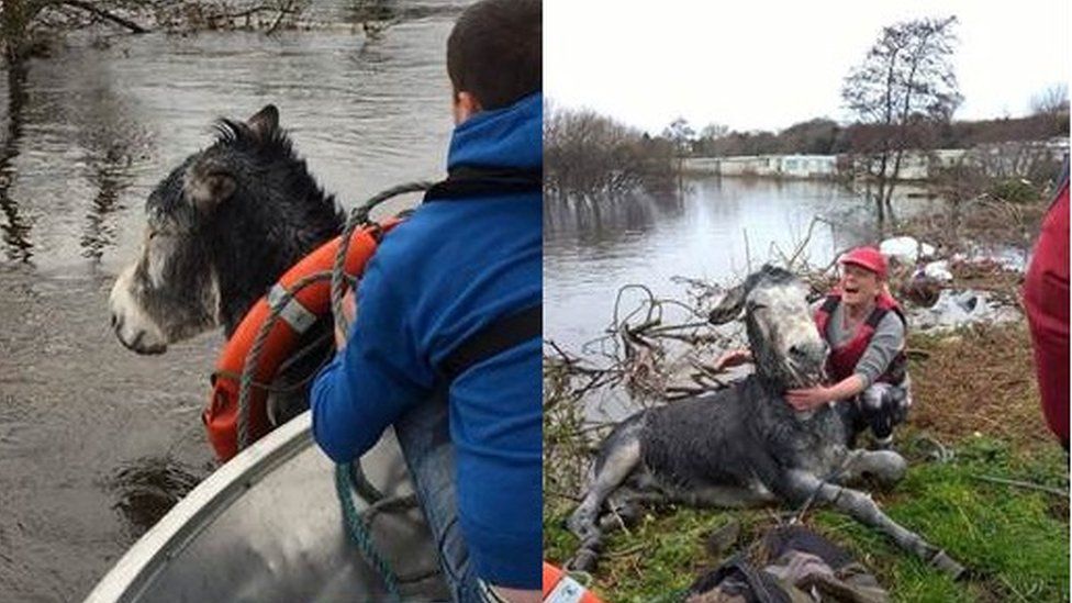 'Smiling' donkey in floods rescue - BBC Newsround